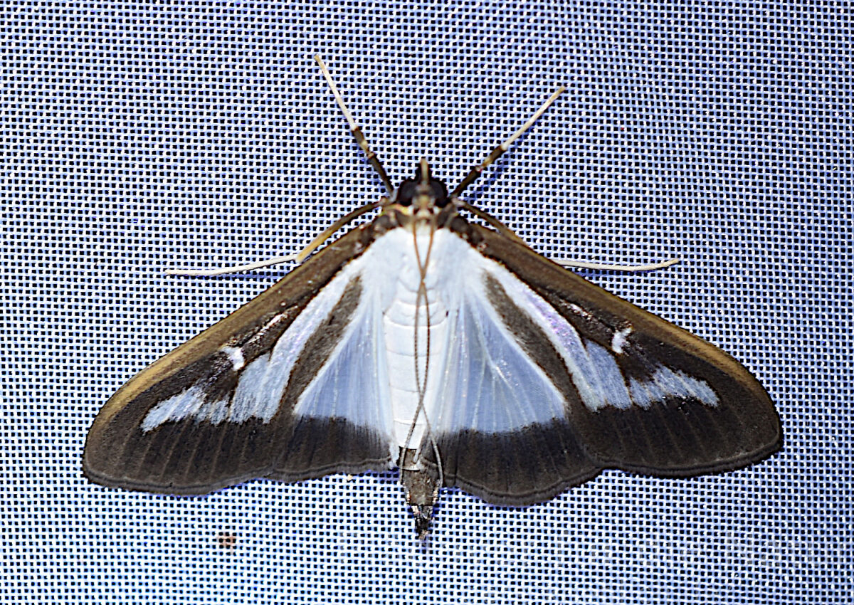 Buchsbaumzünsler – Plädoyer für die Natur