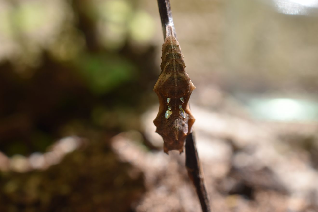 C-Falter auch C-album – Plädoyer für die Natur